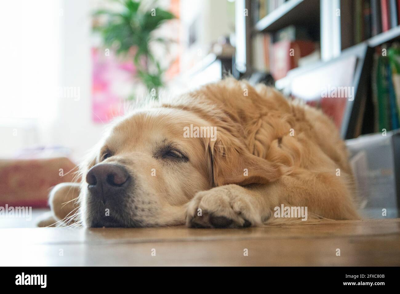 Golden retriever lying on floor hi-res stock photography and images - Alamy