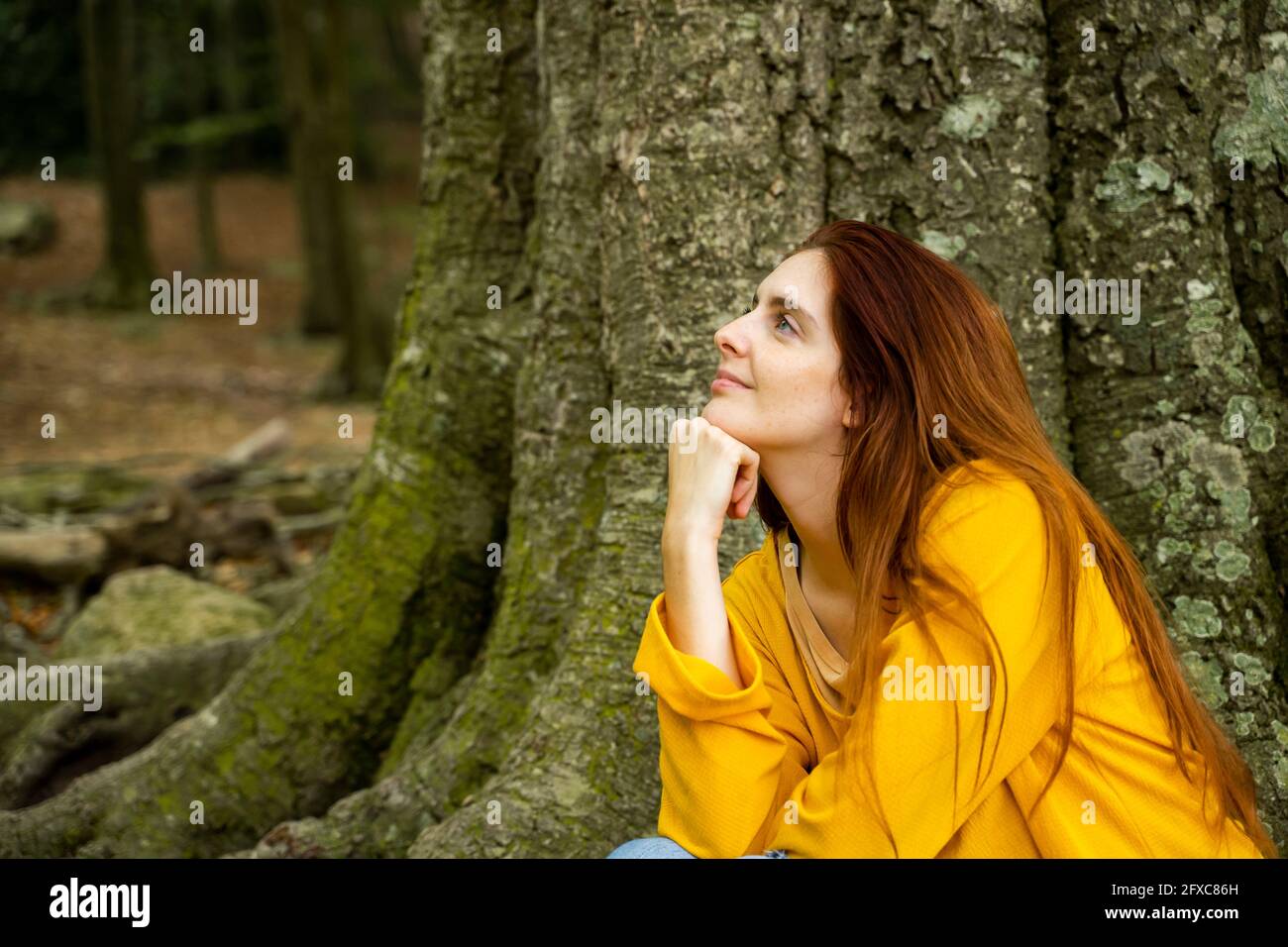 Beautiful large forest hi-res stock photography and images - Alamy