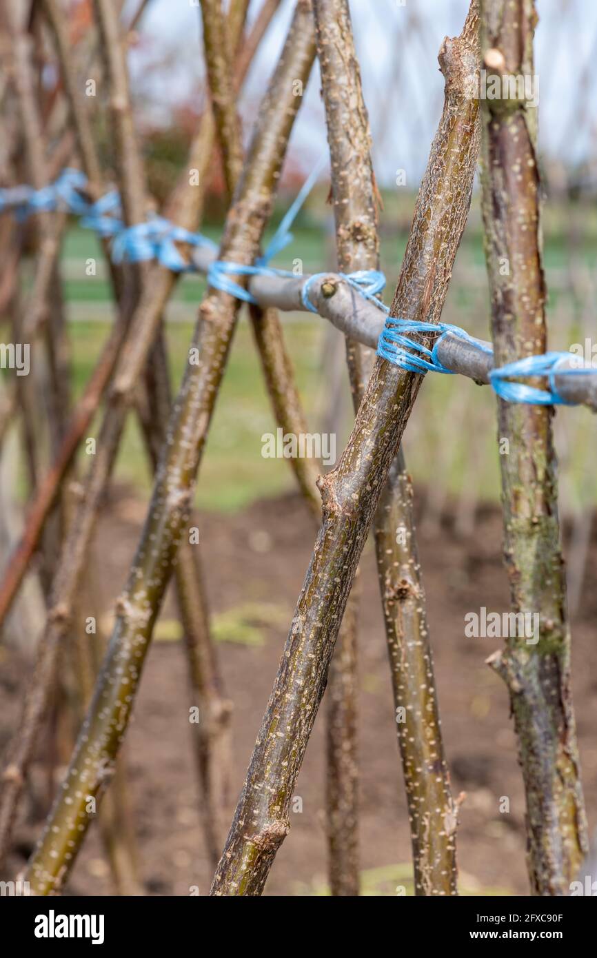 Home made supporting frame ready to support runner beans Stock Photo ...