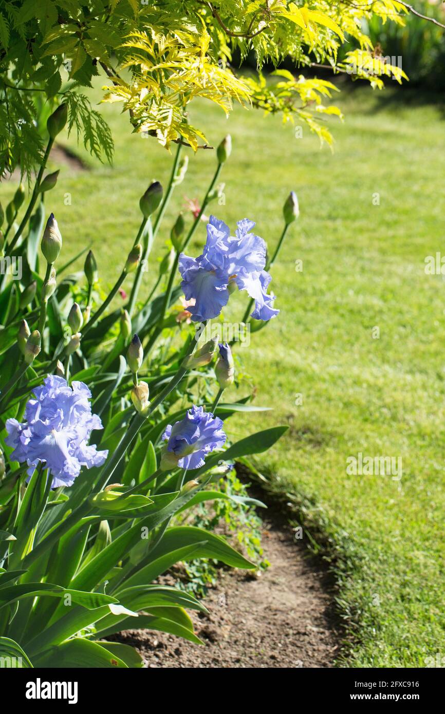 Iris 'Open Ocean' Stock Photo - Alamy