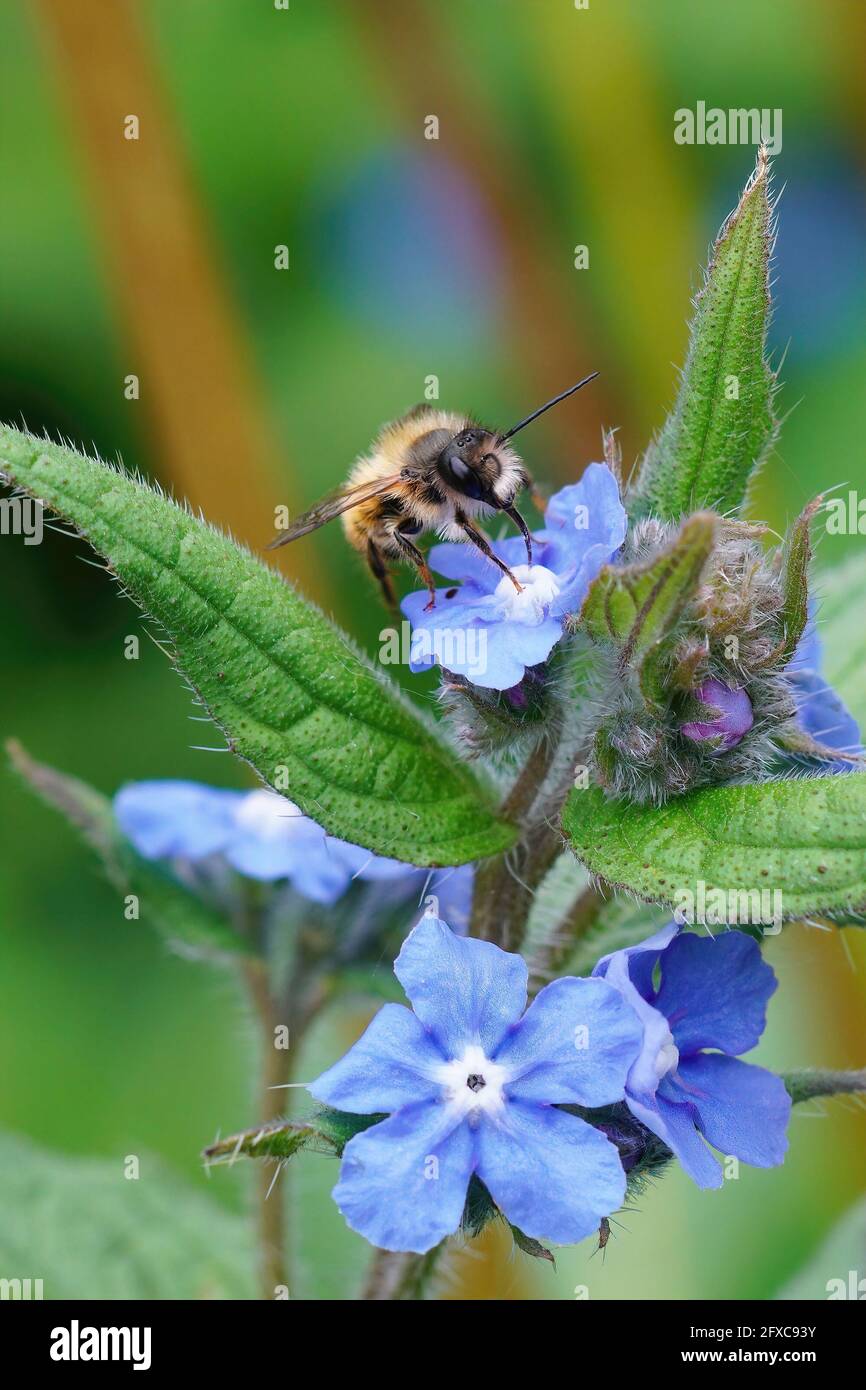 Male red mason bee, Osmia rufa, sipping nectar of an evergreen bugloss ...