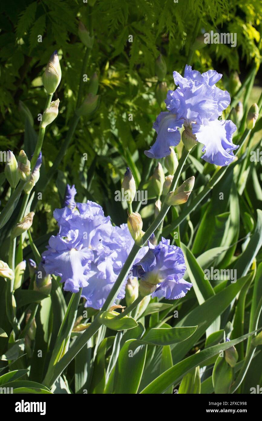 Iris open hi-res stock photography and images - Alamy