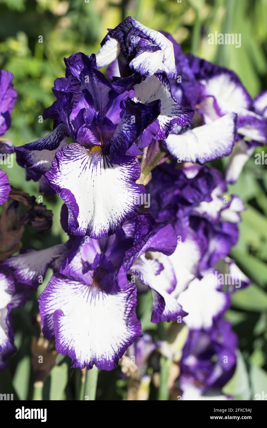 Iris 'Art Deco' Stock Photo - Alamy