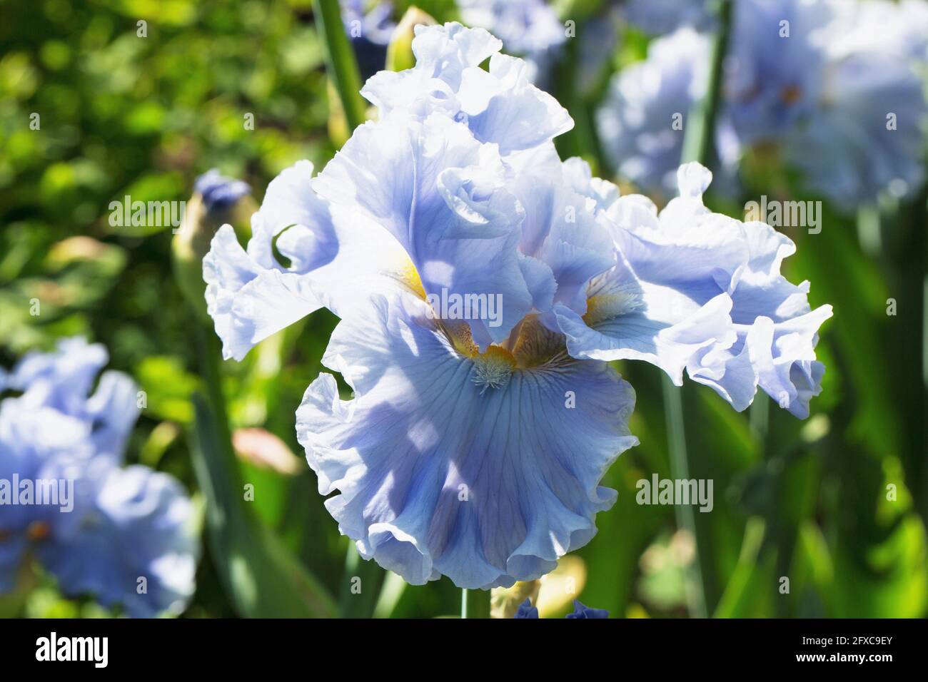 Opal flowers hi-res stock photography and images - Alamy