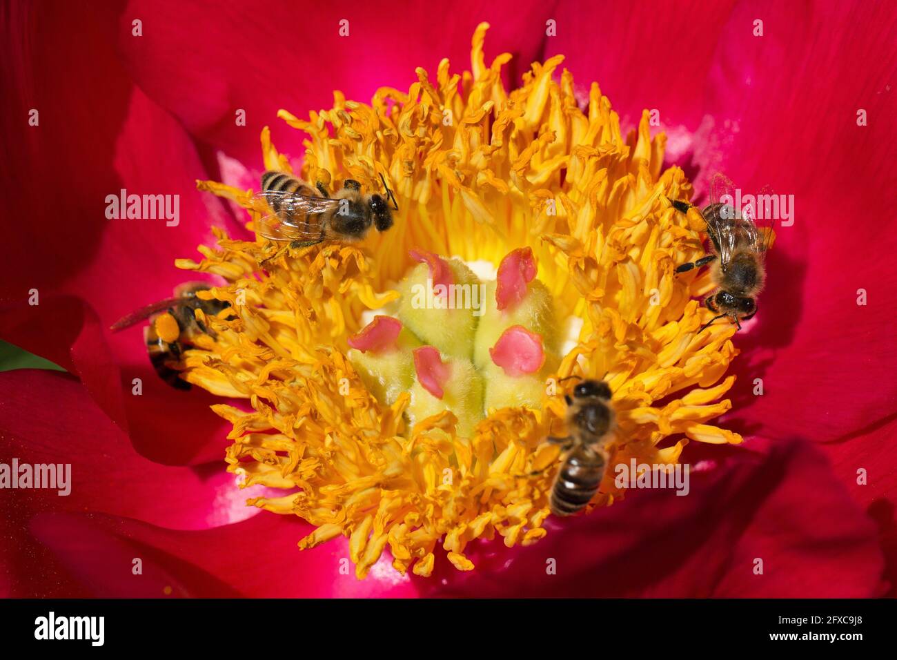What bees see inside flower hi-res stock photography and images - Alamy