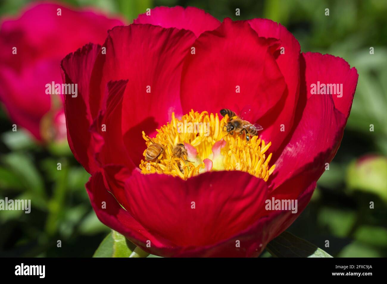 Close up of bees inside a red peony flower Stock Photo - Alamy