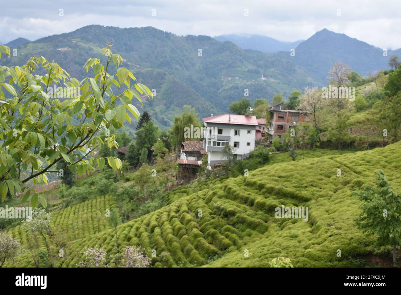 Shot of the rural environment concept with green hills, trees, and a ...