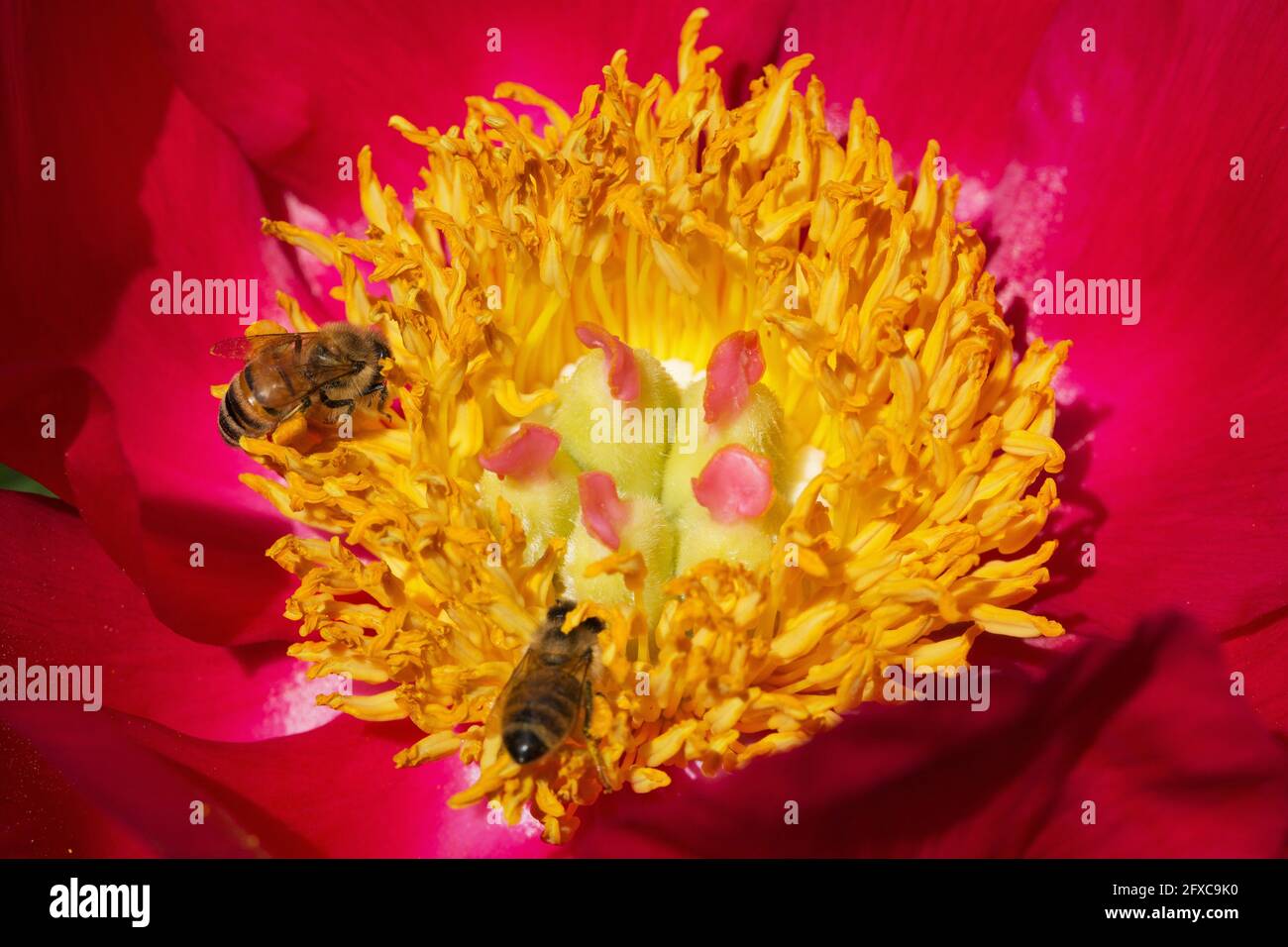 Close up of bees inside a red peony flower Stock Photo - Alamy