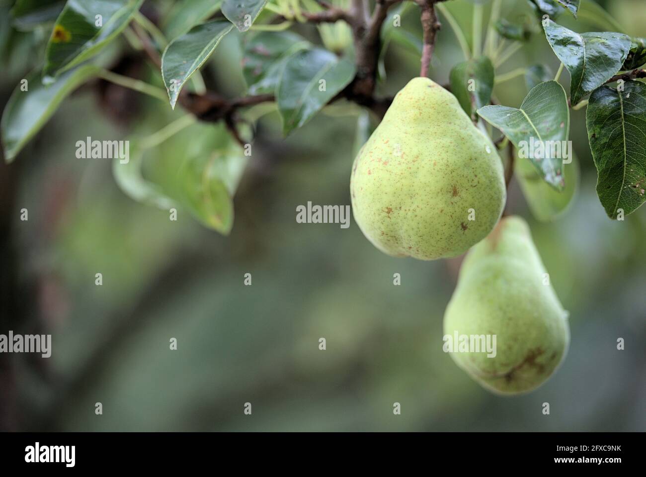 High resolution food image hi-res stock photography and images - Alamy