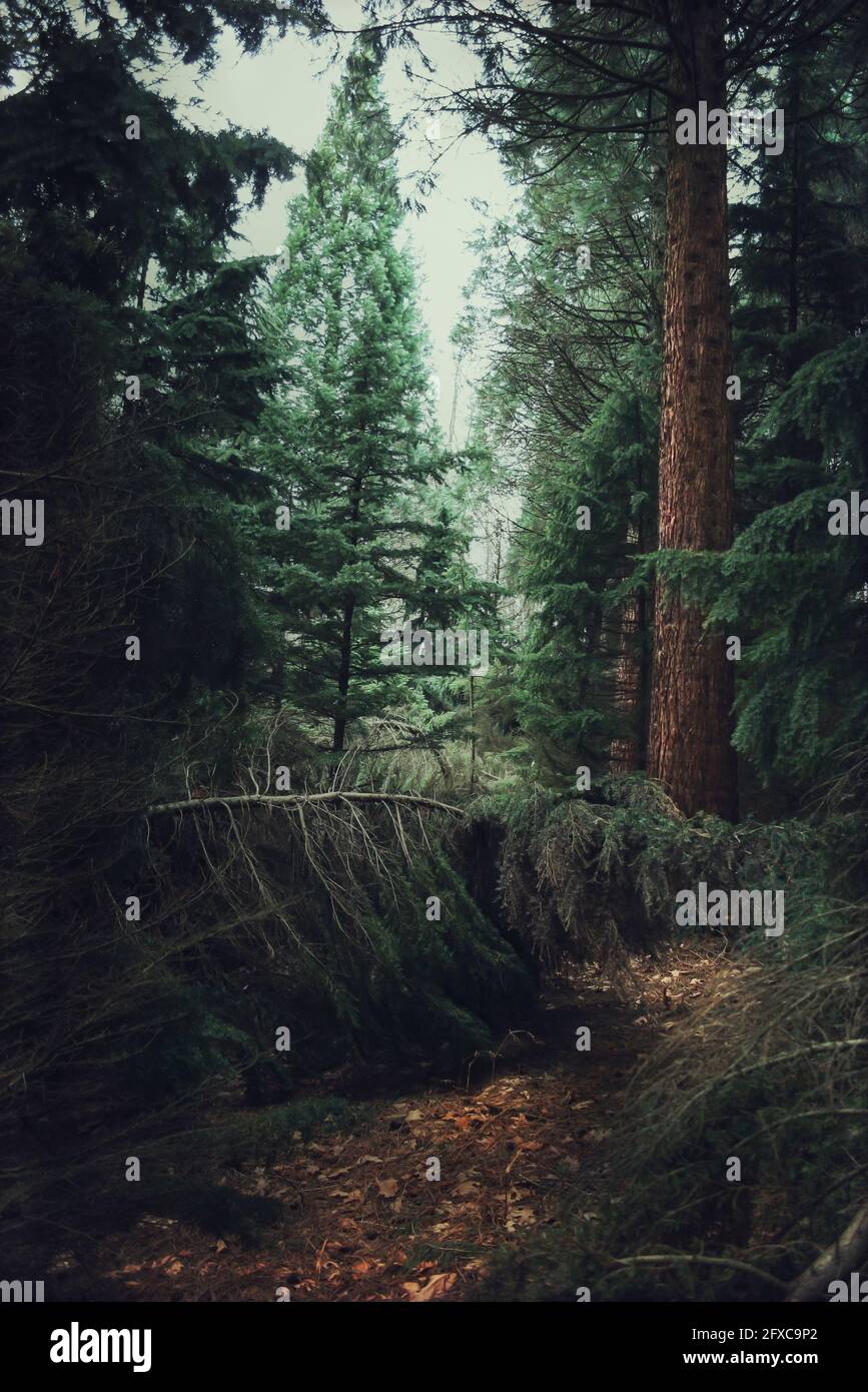 Coniferous trees fallen on ground after storm in Wuppertal, Germany ...