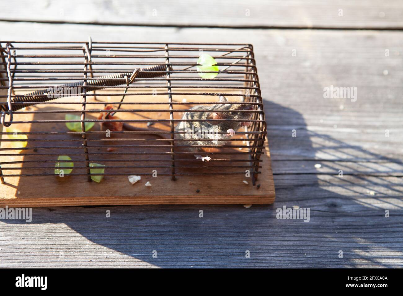 Mouse cage hi-res stock photography and images - Alamy