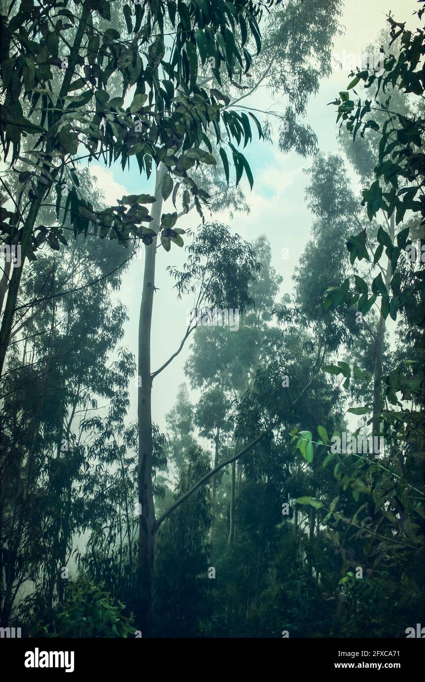 Tall eucalyptus trees forest funchal hi-res stock photography and ...