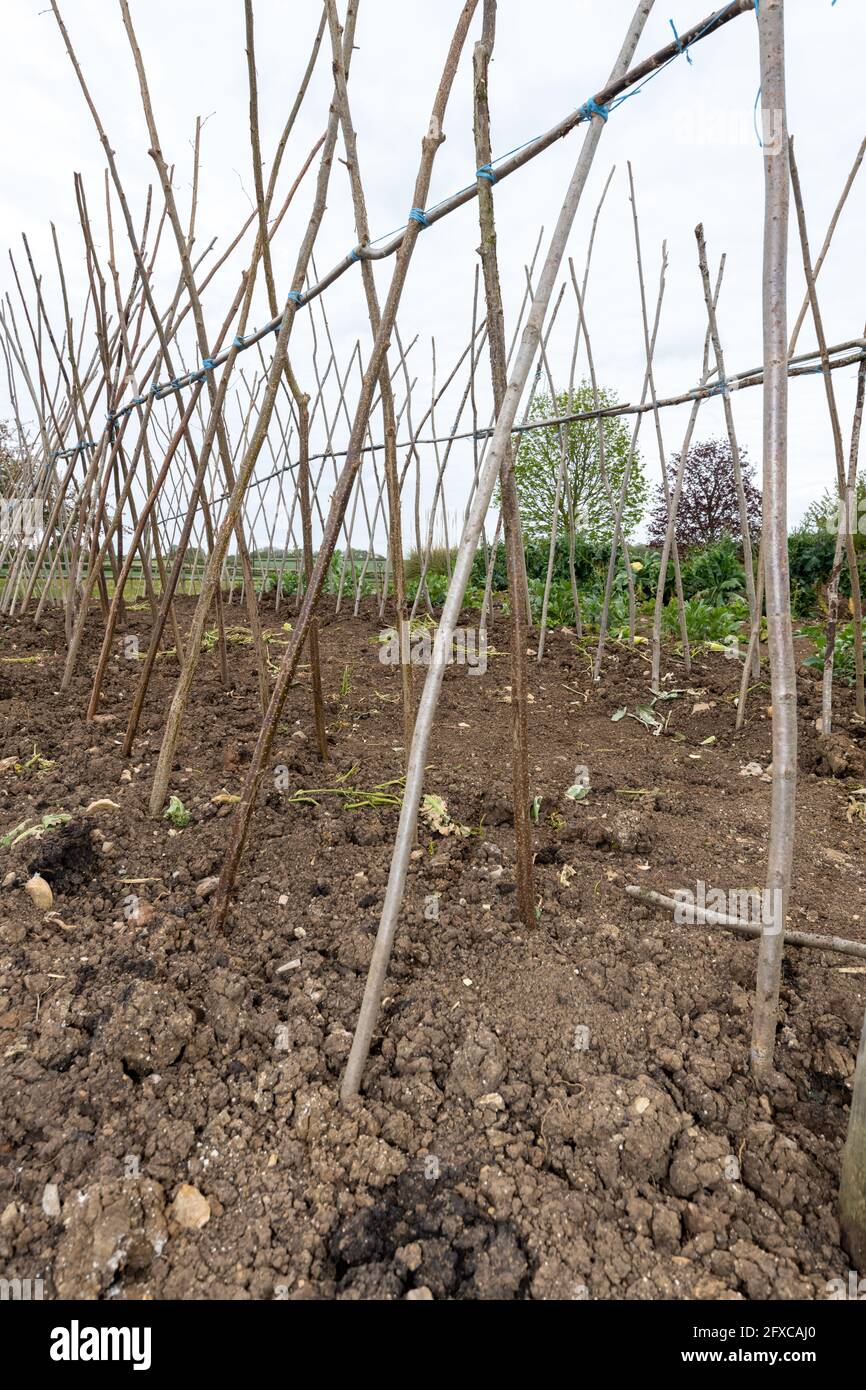 Home made supporting frame ready to support runner beans Stock Photo ...