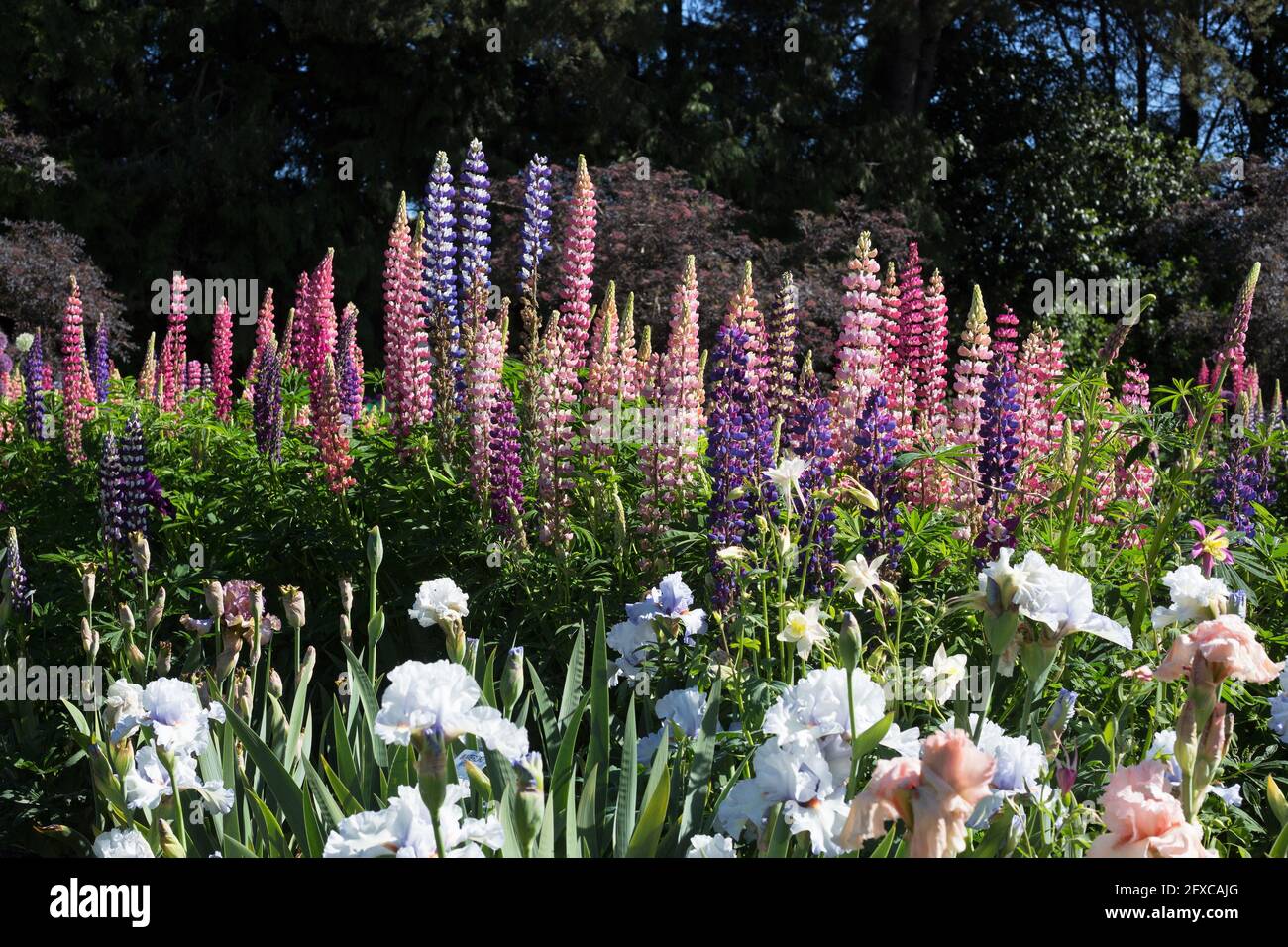 Colorful lupine flowers in a garden Stock Photo - Alamy