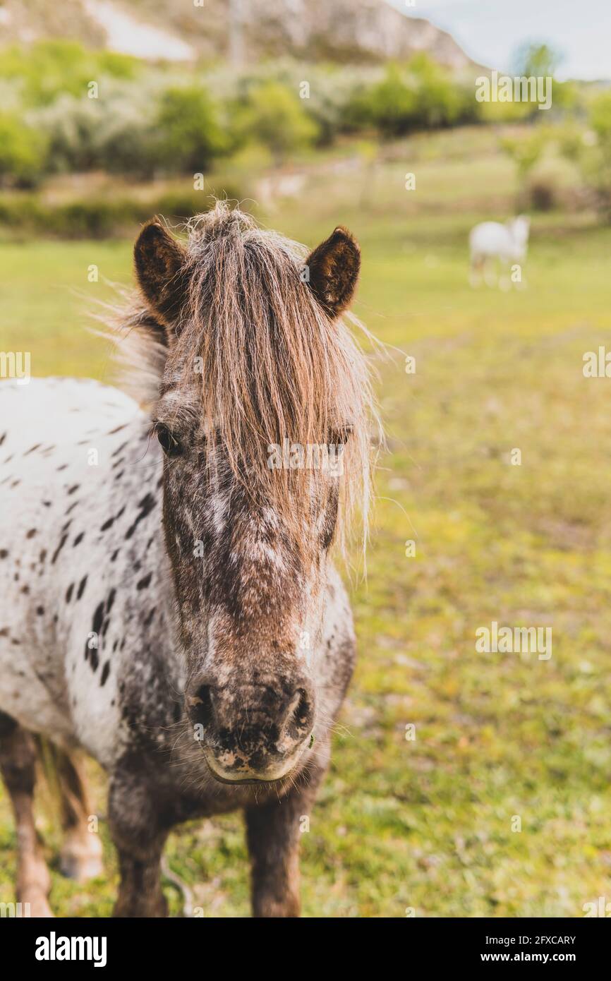 Pony head image hi-res stock photography and images - Alamy