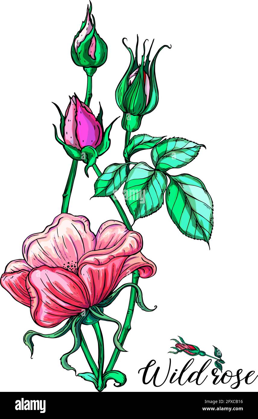 Bouquet wild flowers in pink Stock Vector Images - Alamy