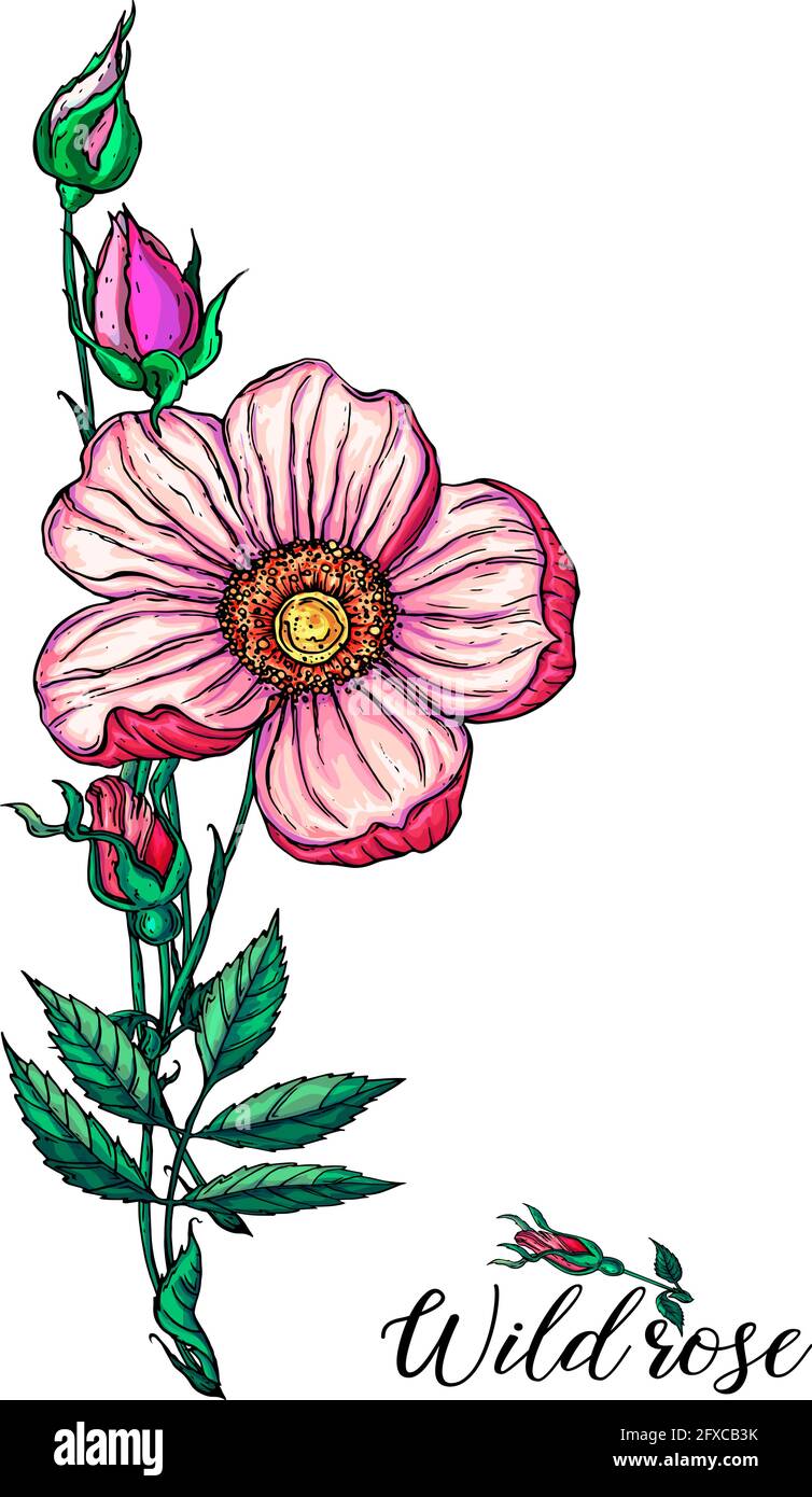 Wild rose pink flowers Stock Vector Images - Alamy