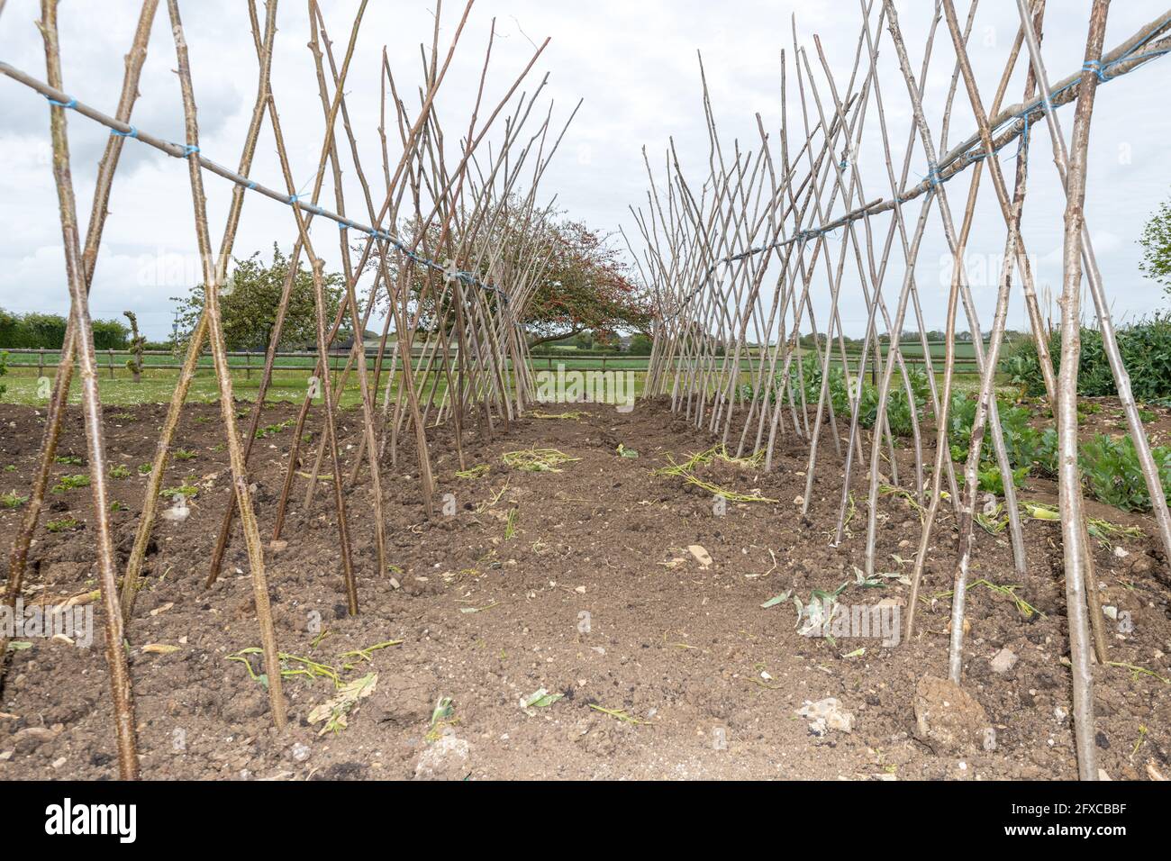 Home made supporting frame ready to support runner beans Stock Photo ...