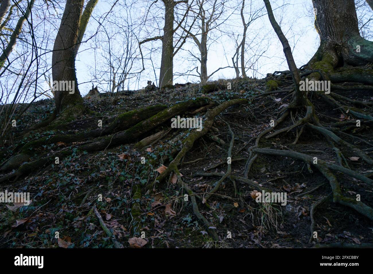 Tree roots on surface in forest Stock Photo - Alamy