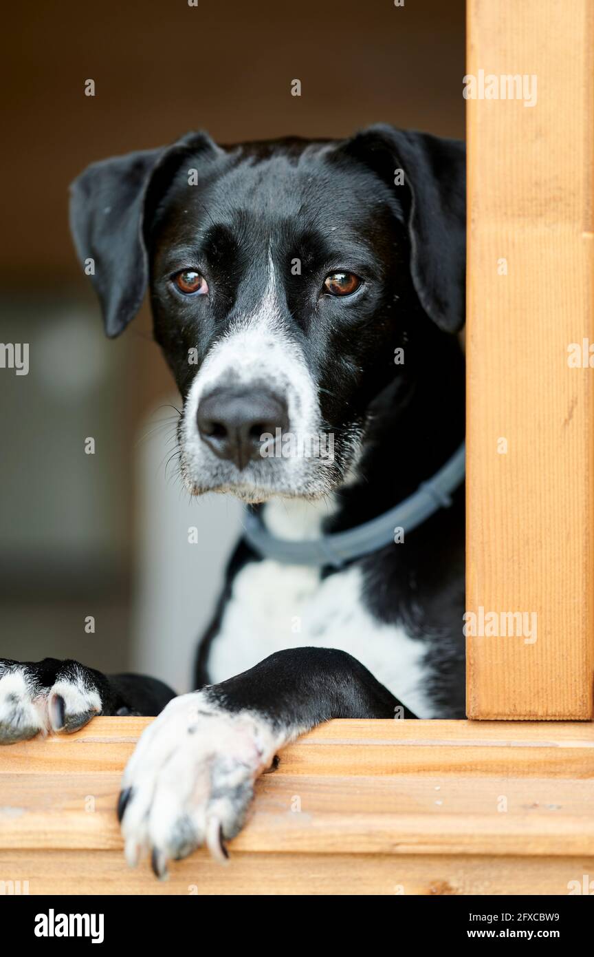 Dog looking through window at home Stock Photo - Alamy