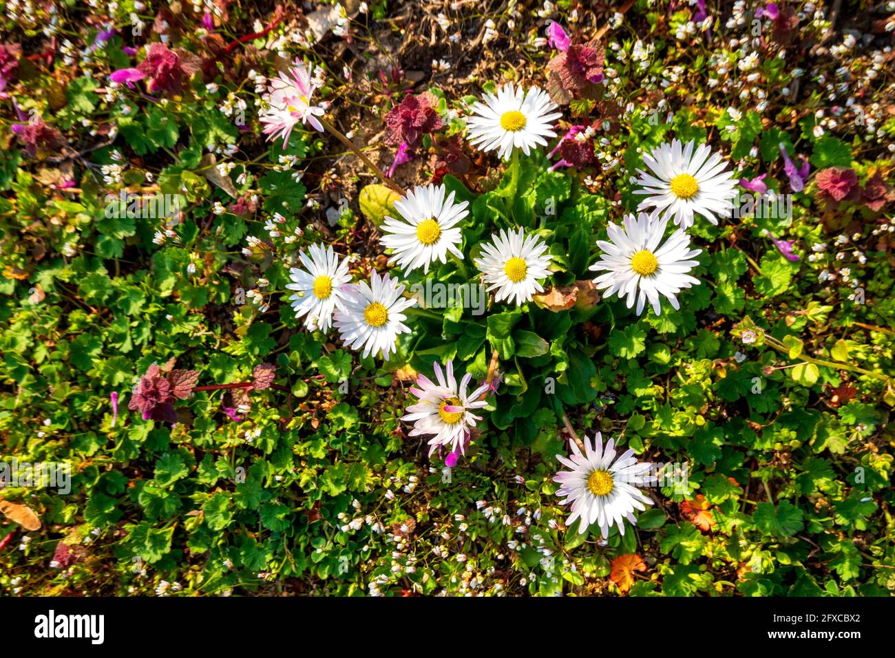 Germany white daisies blooming hi-res stock photography and images - Alamy