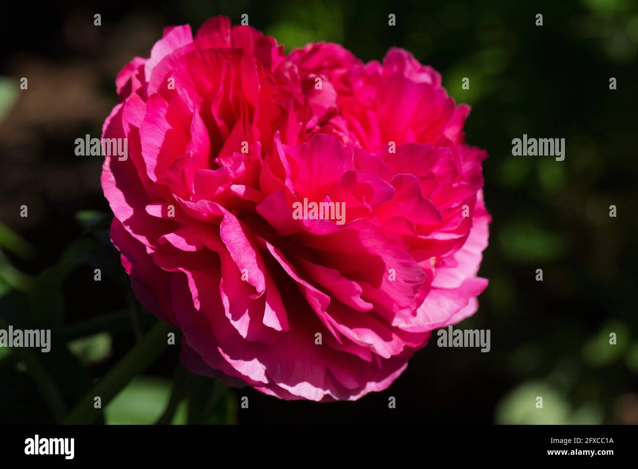 Peony 'Rose Heart' Stock Photo - Alamy