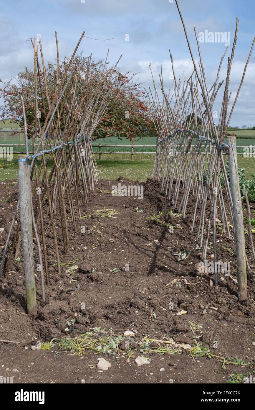 Home made supporting frame ready to support runner beans Stock Photo ...