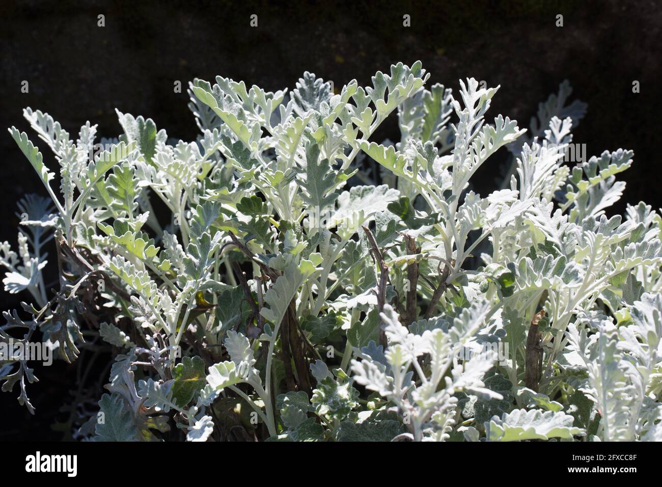 Senecio cineraria 'Silver Dust' Stock Photo - Alamy