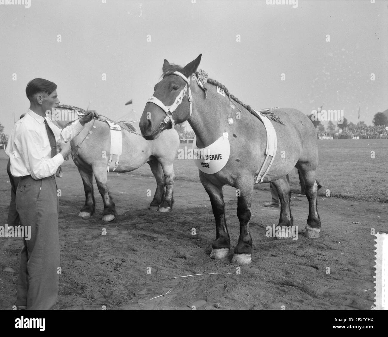 National draft horse days in the Veemarkthallen in Den Bosch, September ...