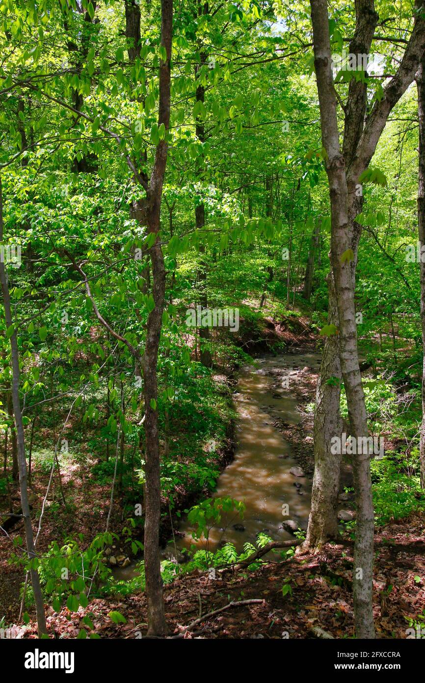 Small Stream in a Forest in Spring Stock Photo - Alamy