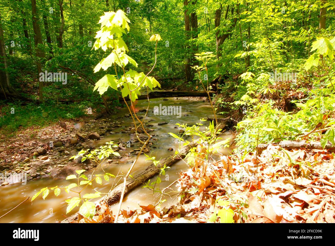 Small Stream in a Forest in Spring Stock Photo - Alamy