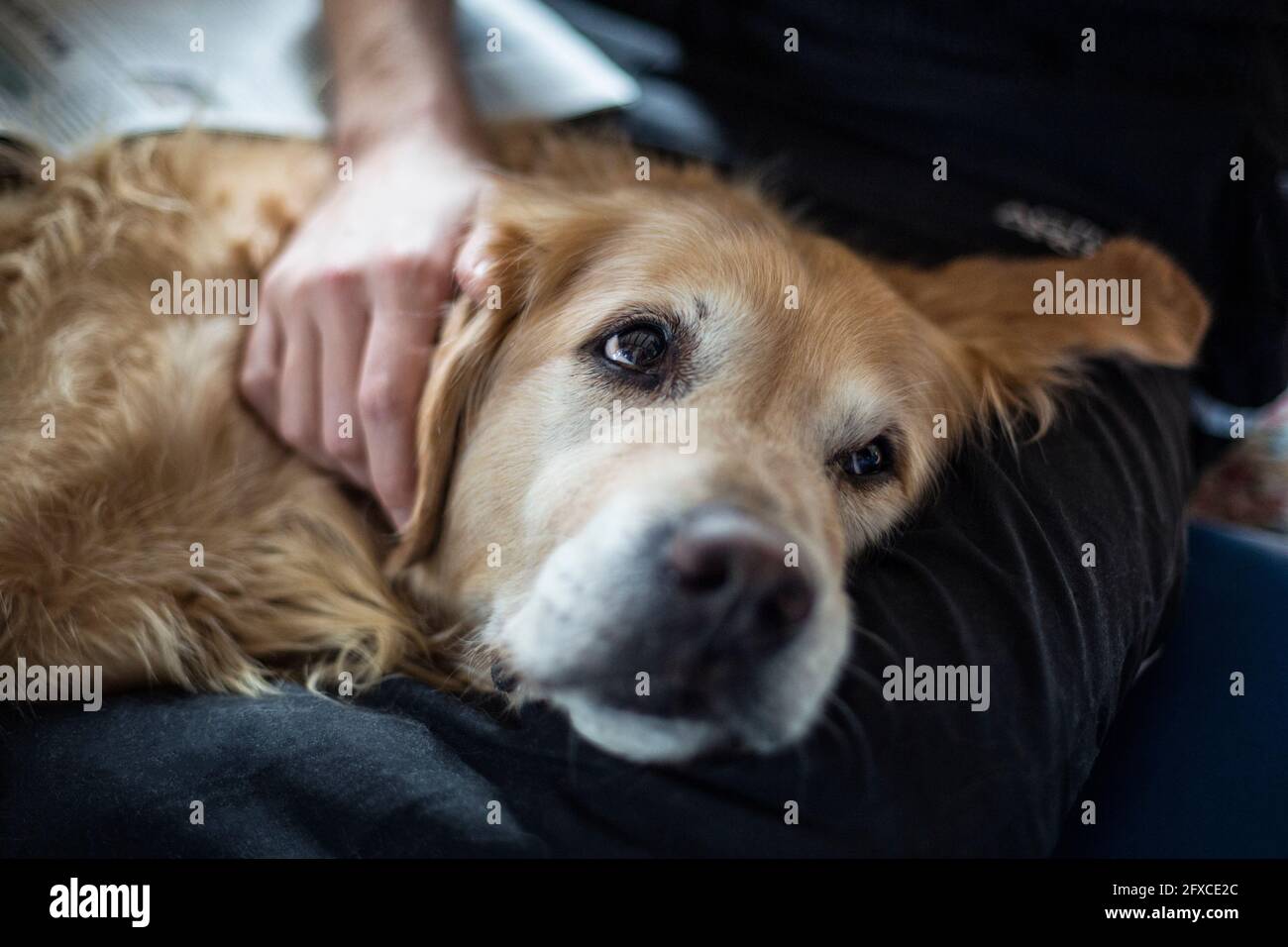 Are Golden Retrievers Lap Dogs