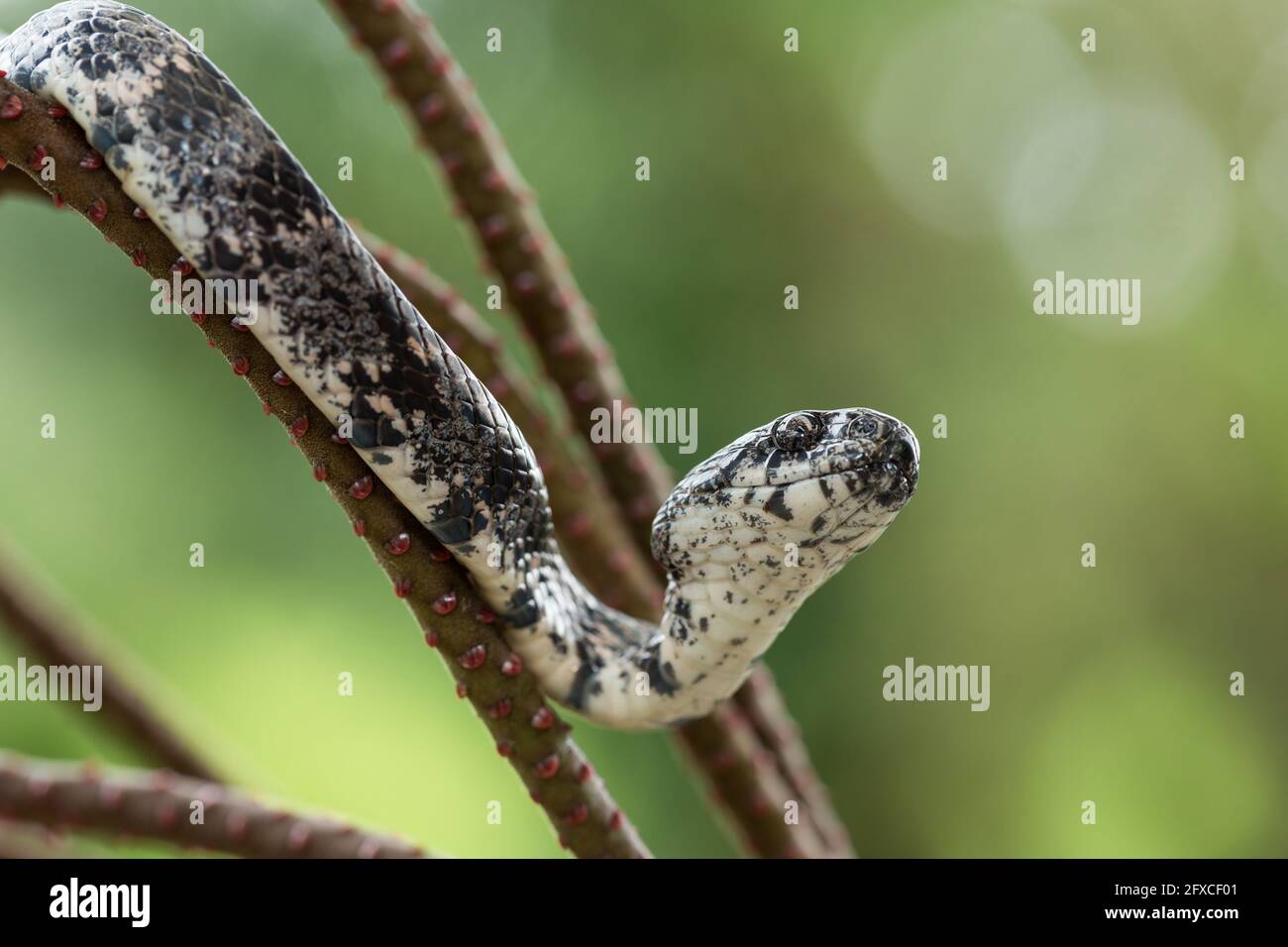 Common tree snakes hi-res stock photography and images - Alamy
