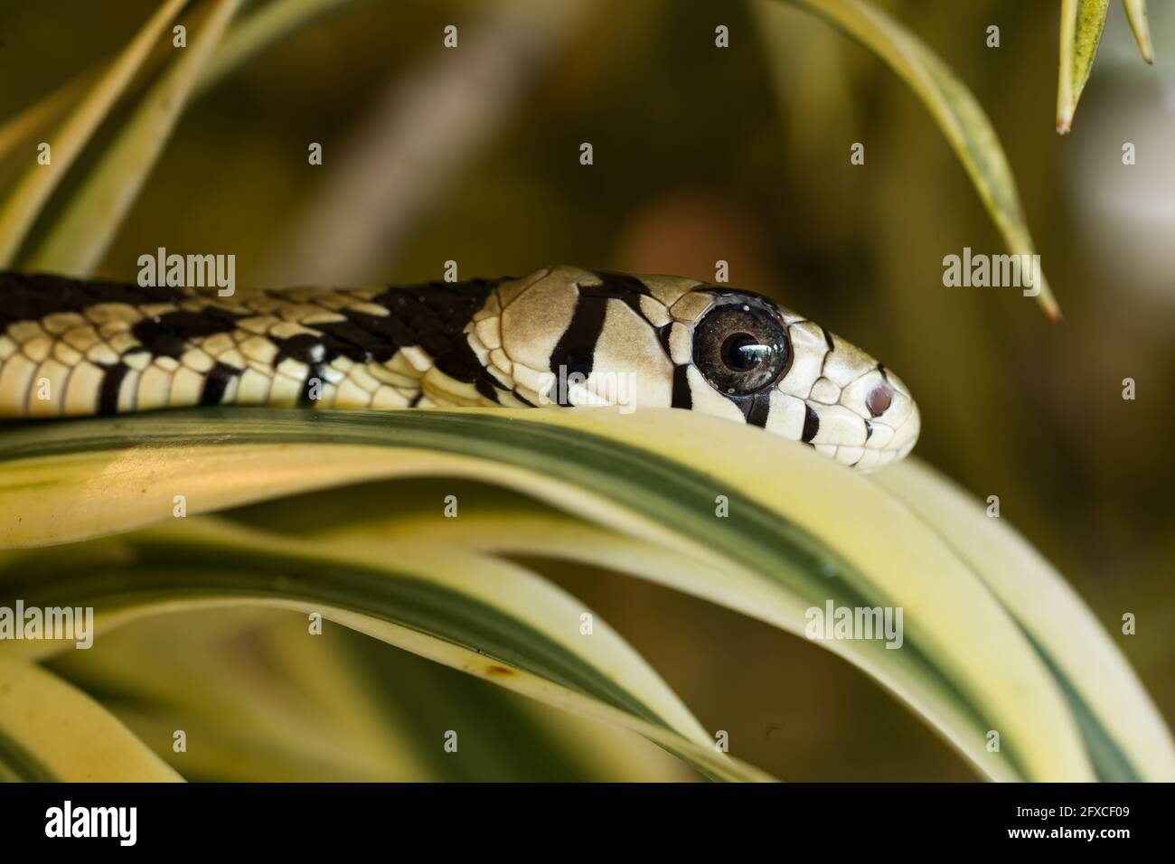 Juvenile rat snake hi-res stock photography and images - Alamy