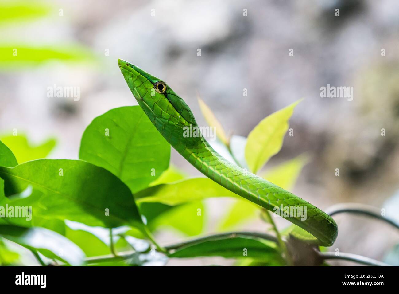 The Green Vine Snake, Oxybelis fulgidus, is endemic from Mexico to ...