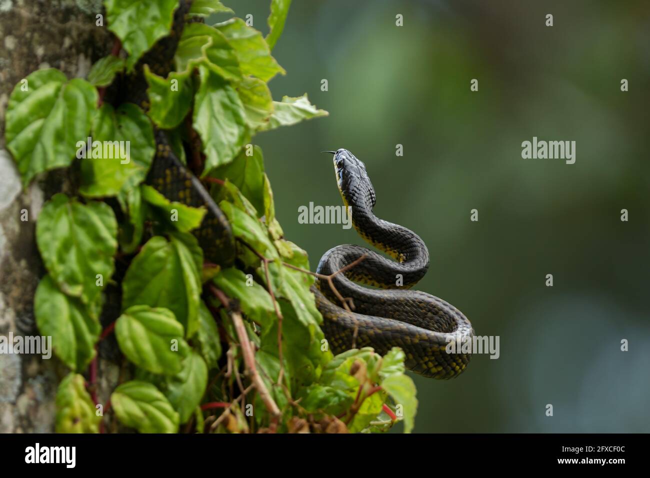 A Bird Snake, Phrynonax poecilonotus, in a tree in Arenal Volcano ...