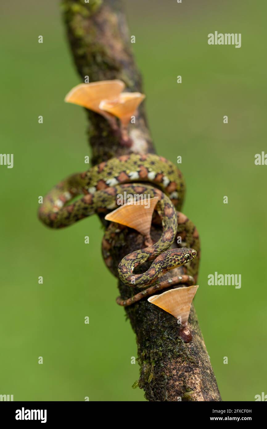 Aka stejnegers snail sucker snake hi-res stock photography and images ...