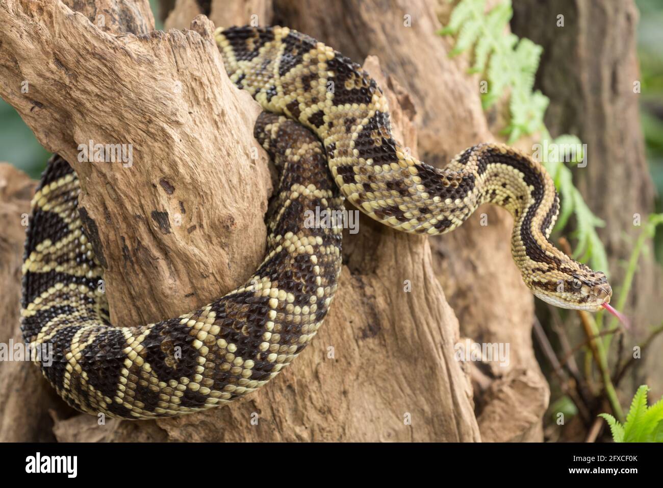 The Neotropical Rattlesnake, Crotalus durissus, ranges from northeast ...