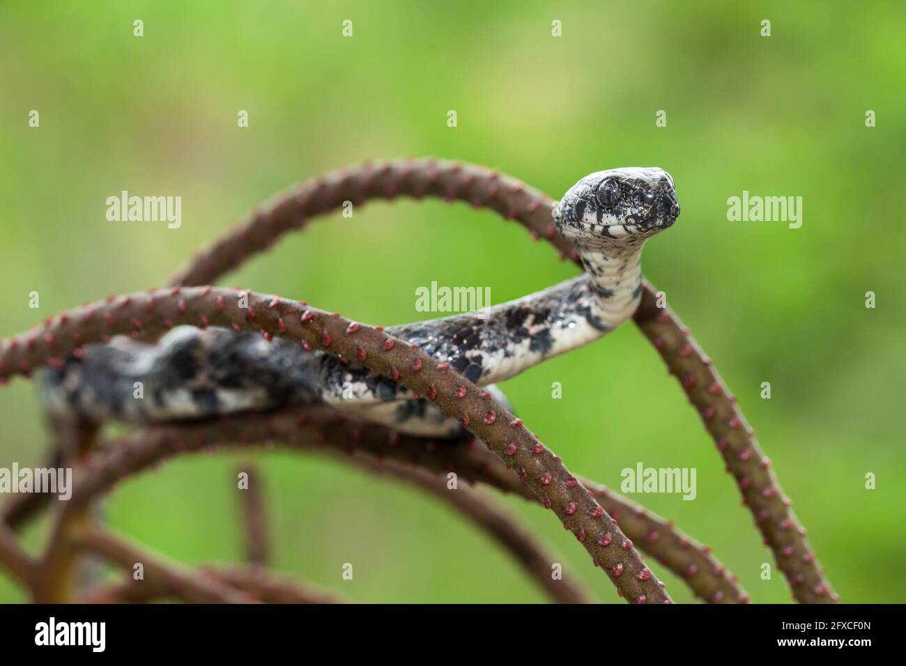 The Common Snail-eating Snake, Sibon nebulatus, feeds on snails & slugs ...