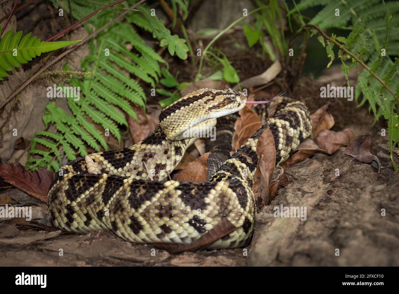 The Neotropical Rattlesnake, Crotalus durissus, ranges from northeast ...