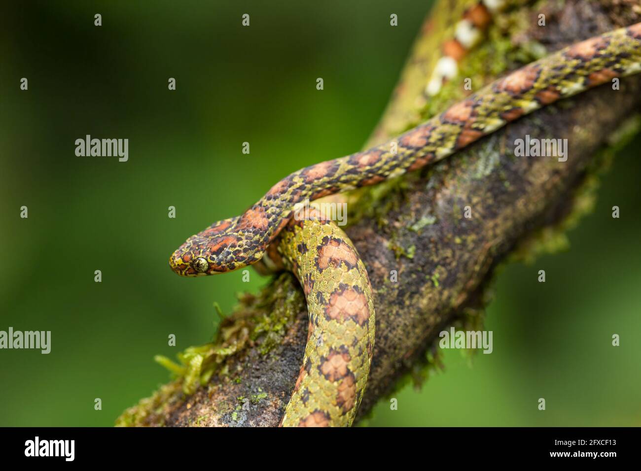Lichen colored snail sucker snake hi-res stock photography and images ...