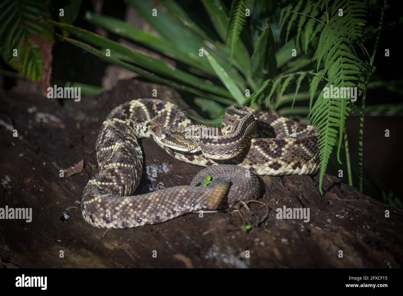 The Neotropical Rattlesnake, Crotalus durissus, ranges from northeast ...