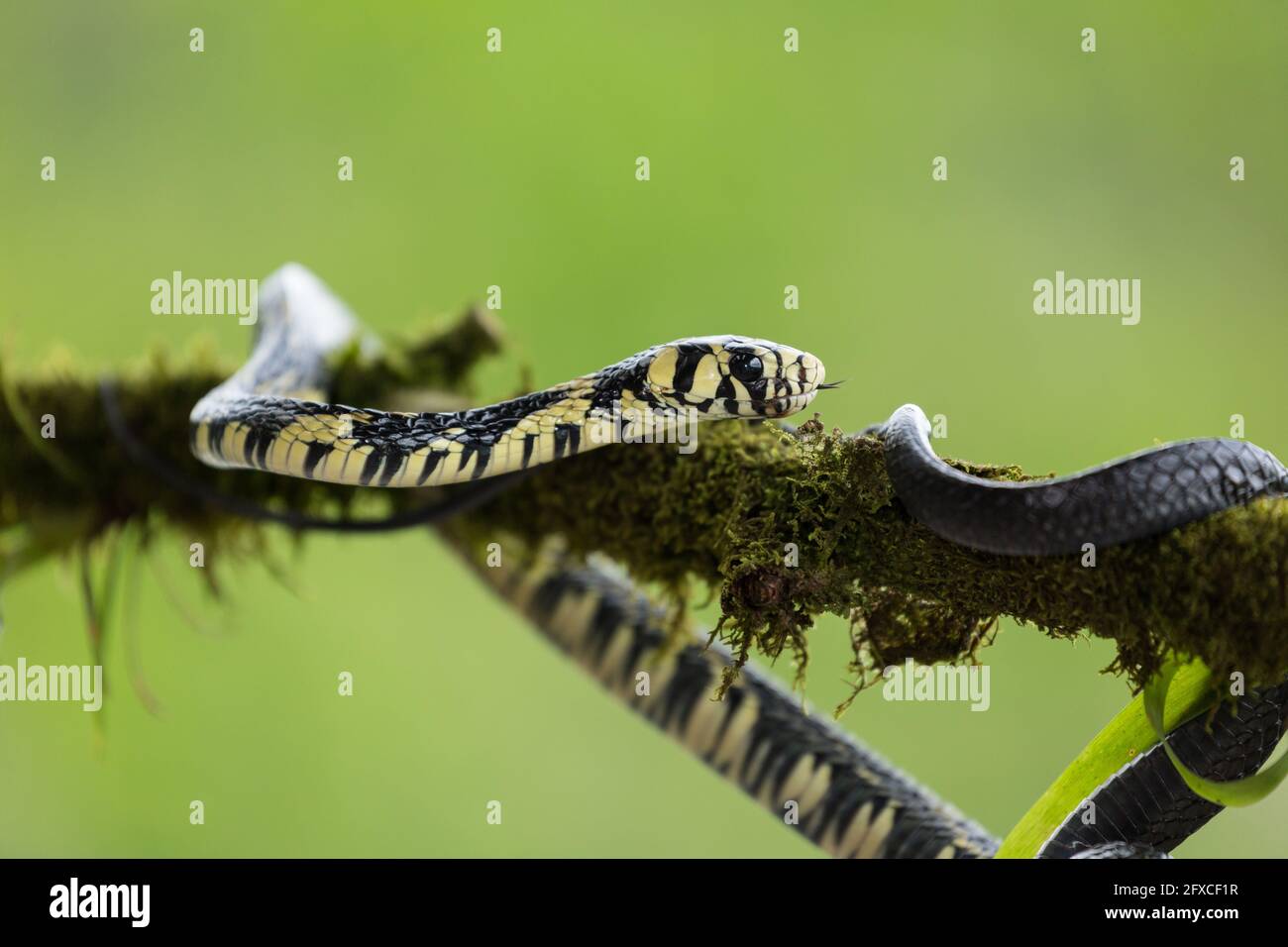 Juvenile rat snake hi-res stock photography and images - Alamy