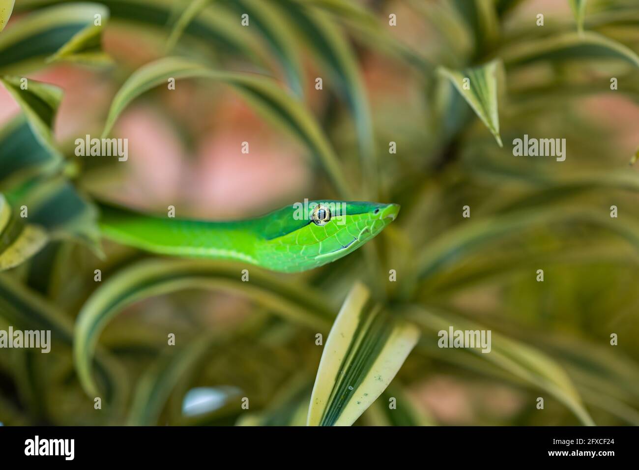 The Green Vine Snake, Oxybelis fulgidus, is endemic from Mexico to ...