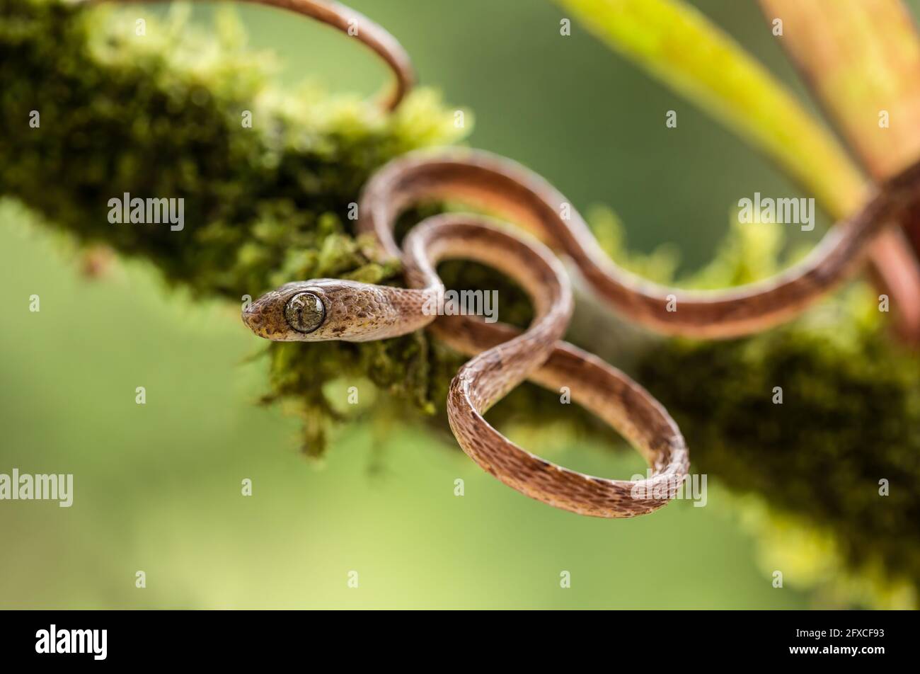 Blunt headed vine snake hi-res stock photography and images - Alamy