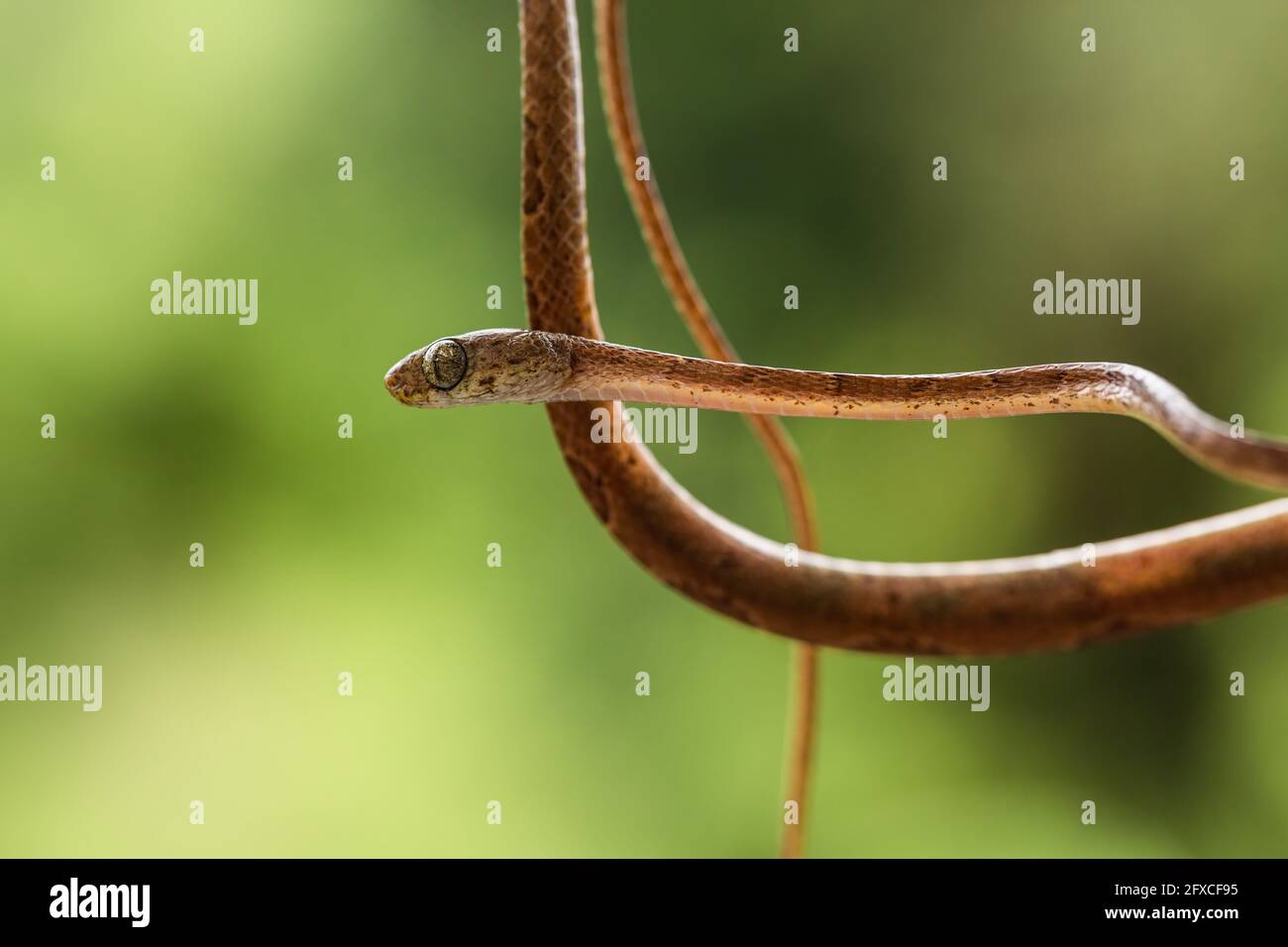 Blunt headed vine snake hi-res stock photography and images - Alamy