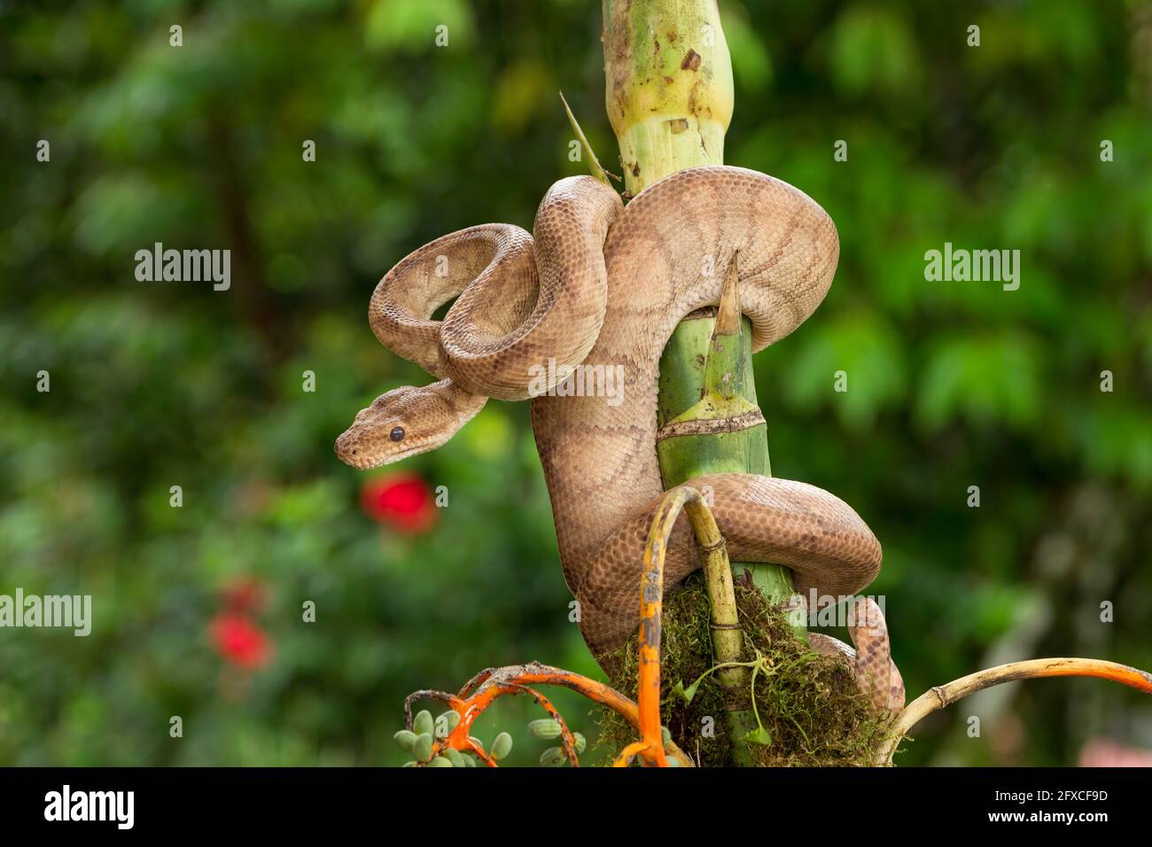 Corallus annulatus hi-res stock photography and images - Alamy