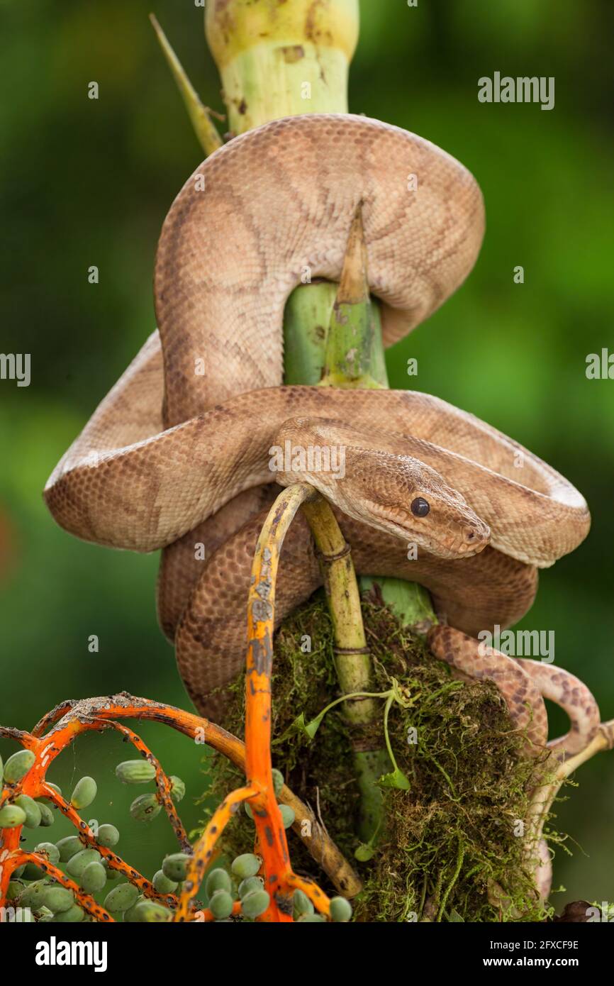 Annulated tree boa corallus annulatus hi-res stock photography and ...