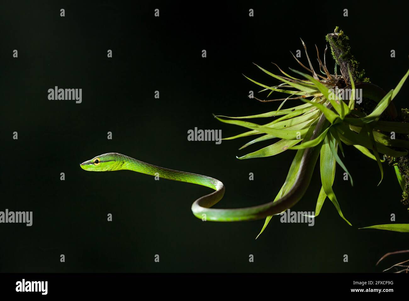 Primarily tree dwelling hi-res stock photography and images - Alamy