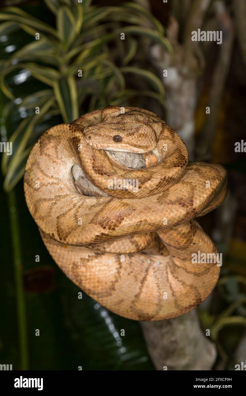 Corallus annulatus hi-res stock photography and images - Alamy